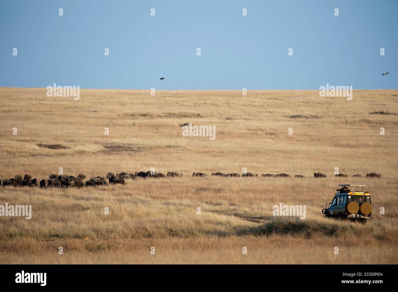 Game drive on the savanna of Maasai Mara, Kenya in early August Stock ...