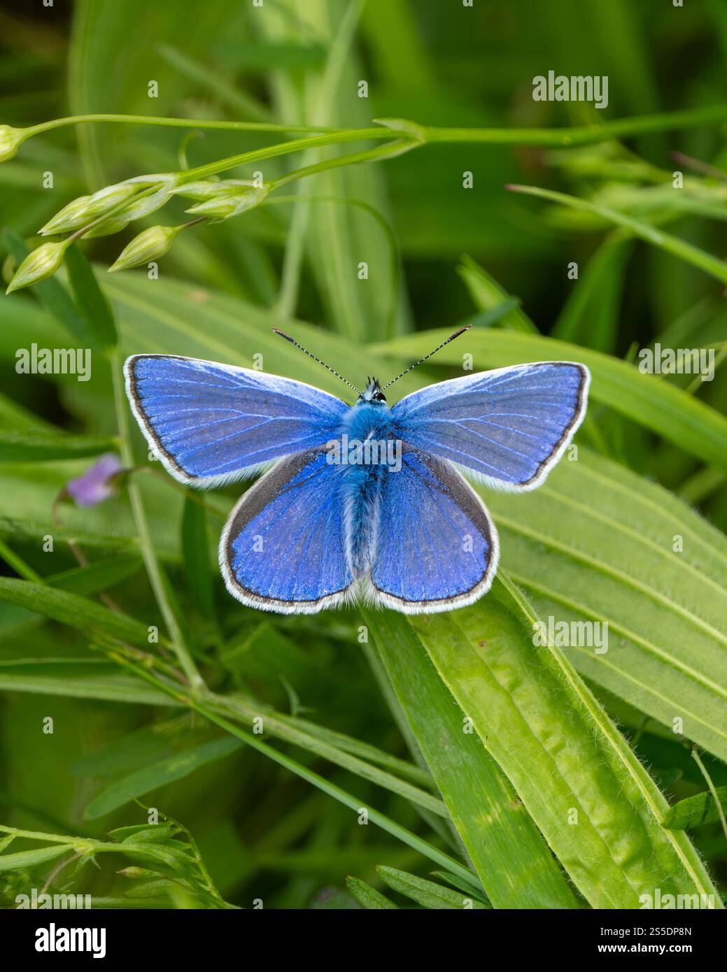 Common Blue Butterfly Stock Photo - Alamy