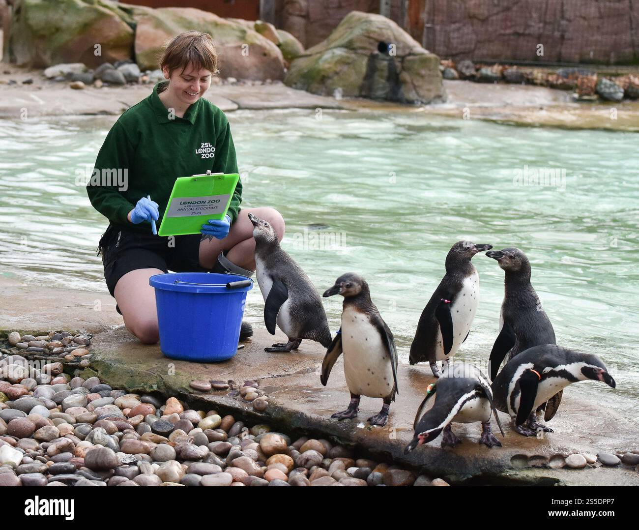 Humboldt Penguins - ZSL London Zoo’s Annual Stocktake AT ZSL London Zoo ...