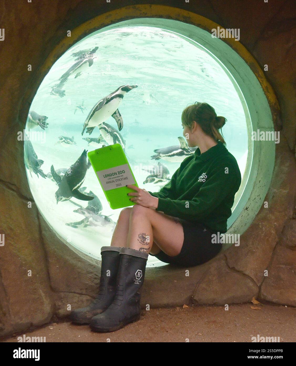 Humboldt Penguins - ZSL London Zoo’s Annual Stocktake AT ZSL London Zoo ...