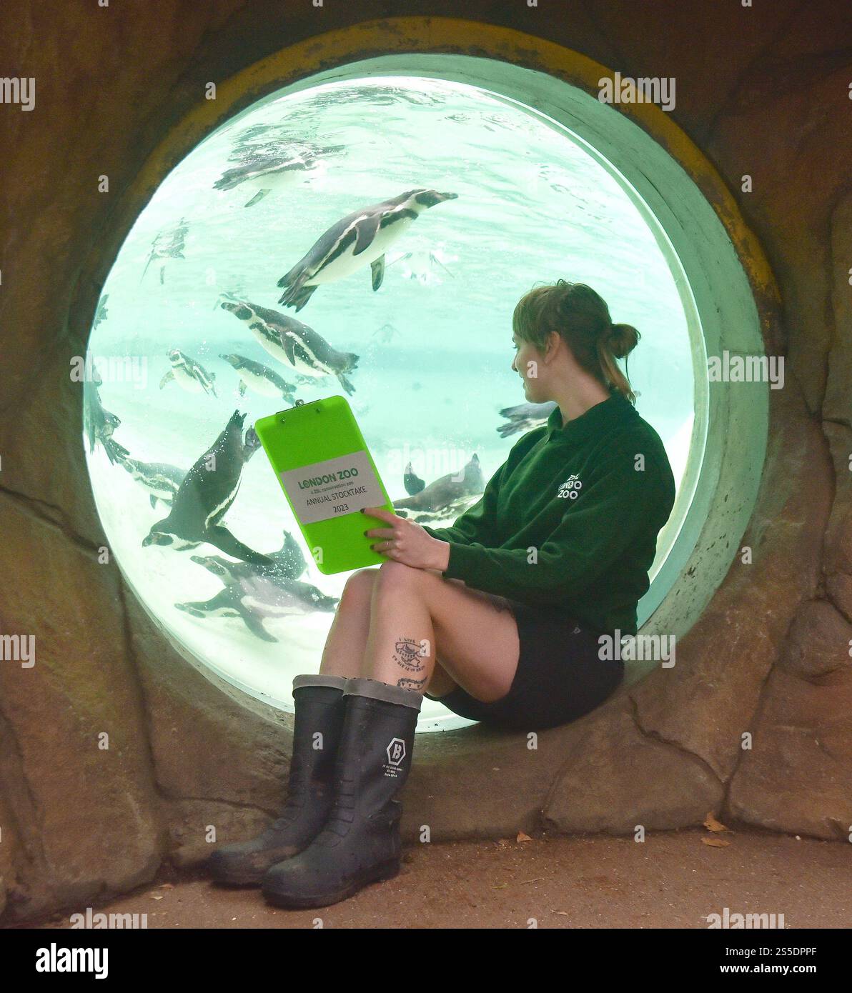 Humboldt Penguins - ZSL London Zoo’s Annual Stocktake AT ZSL London Zoo ...