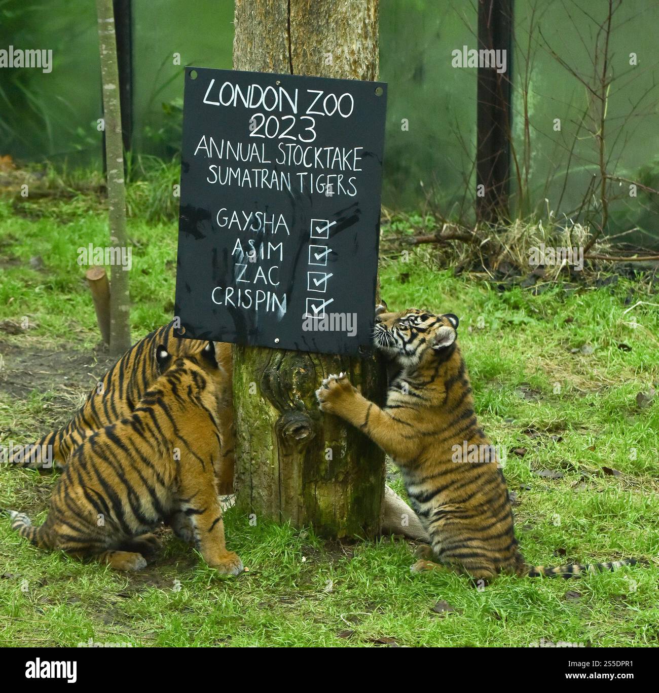 Sumatran tigers - ZSL London Zoo’s Annual Stocktake AT ZSL London Zoo ...
