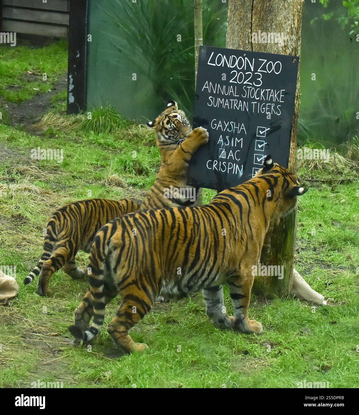 Sumatran tigers - ZSL London Zoo’s Annual Stocktake AT ZSL London Zoo ...