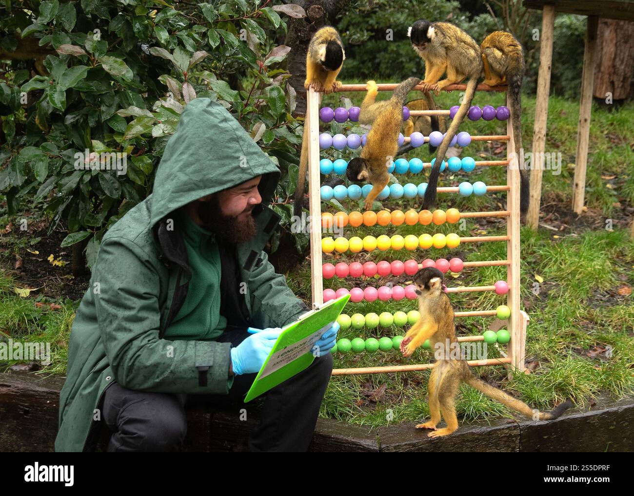 Squirrel monkeys - ZSL London Zoo’s Annual Stocktake AT ZSL London Zoo ...