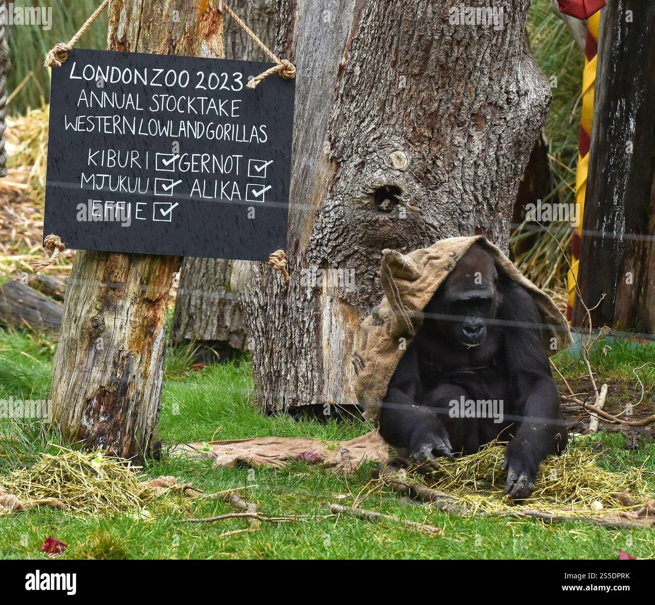 Western lowland gorillas - ZSL London Zoo’s Annual Stocktake AT ZSL ...