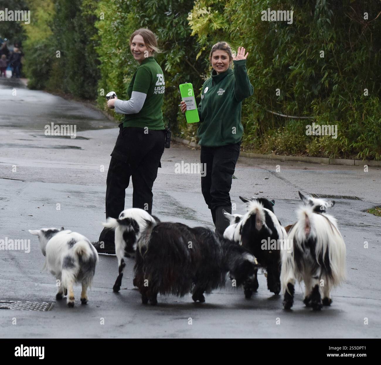 Pygmy Goats - ZSL London Zoo’s Annual Stocktake AT ZSL London Zoo ...