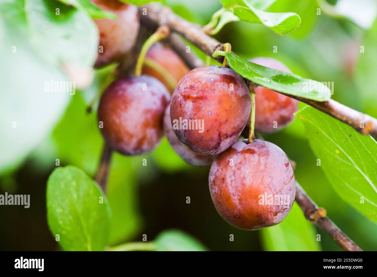 PLUM TREE with heavy branches filled with fruit ready to be picked ...