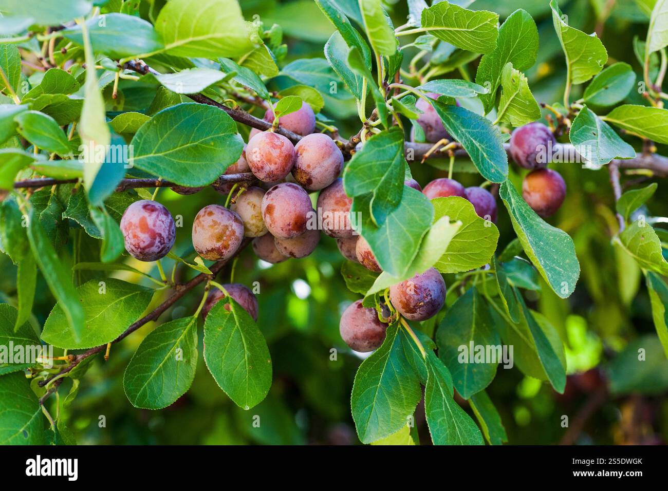 PLUM TREE with heavy branches filled with fruit ready to be picked ...