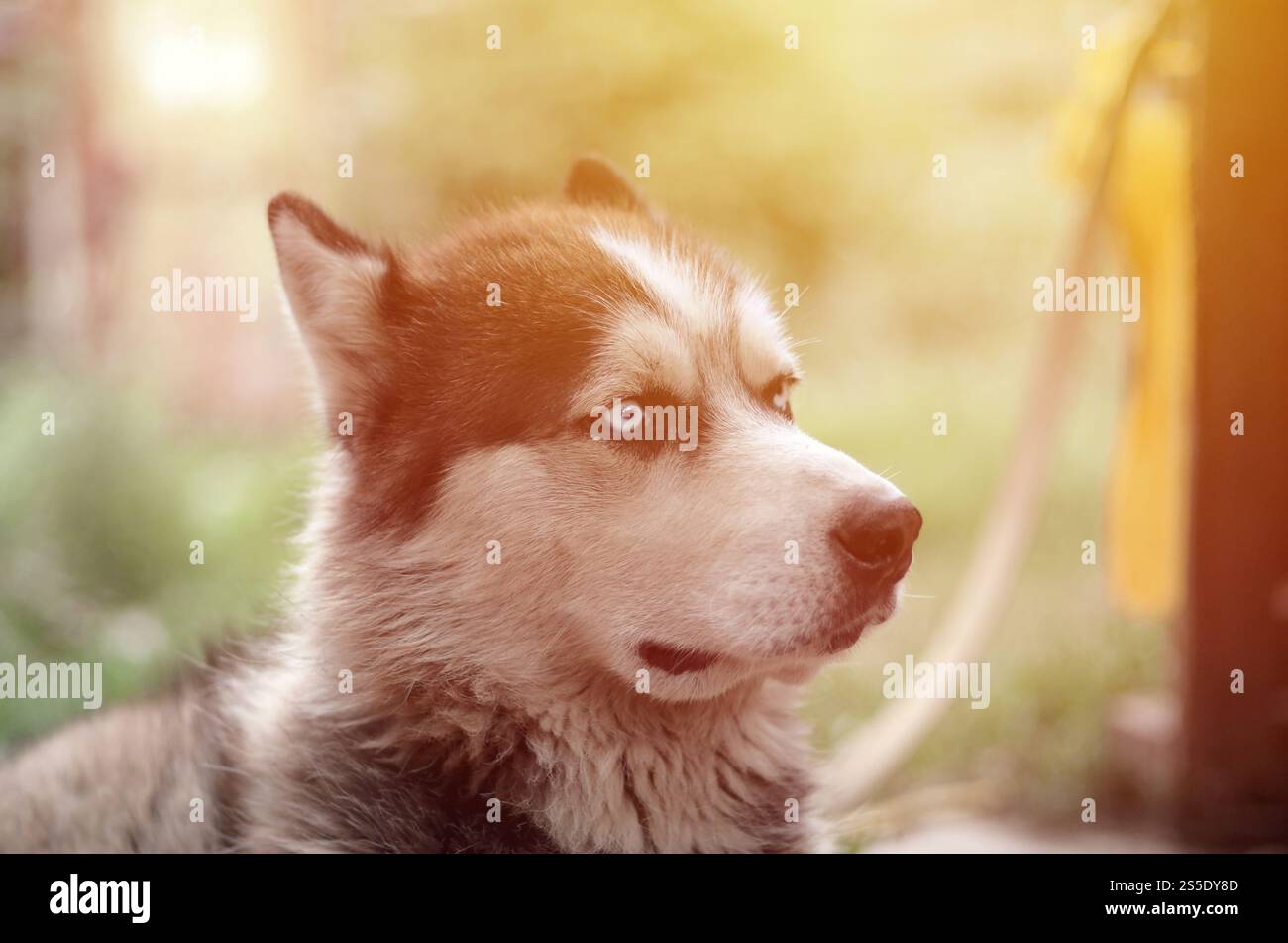 Frontal view of proud handsome young husky dog with head in profile ...