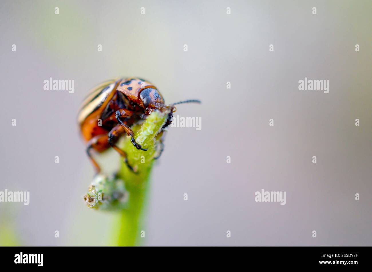 Colorado potato beetle crawling on potato leaves. Ten-striped spearman ...