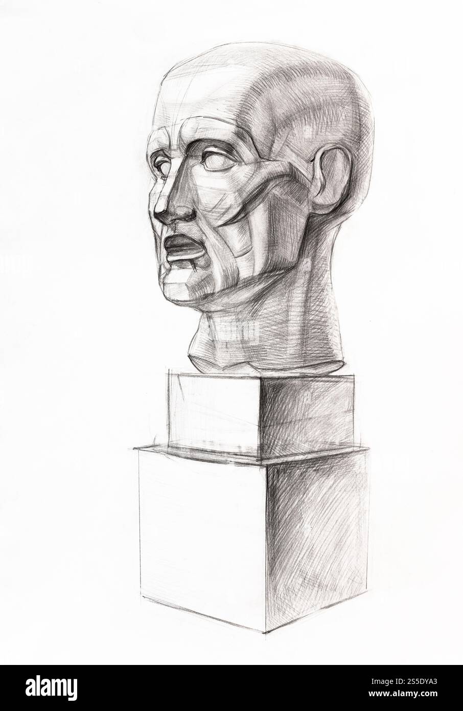 academic drawing - gypsum model of human ecorche head hand drawn by ...