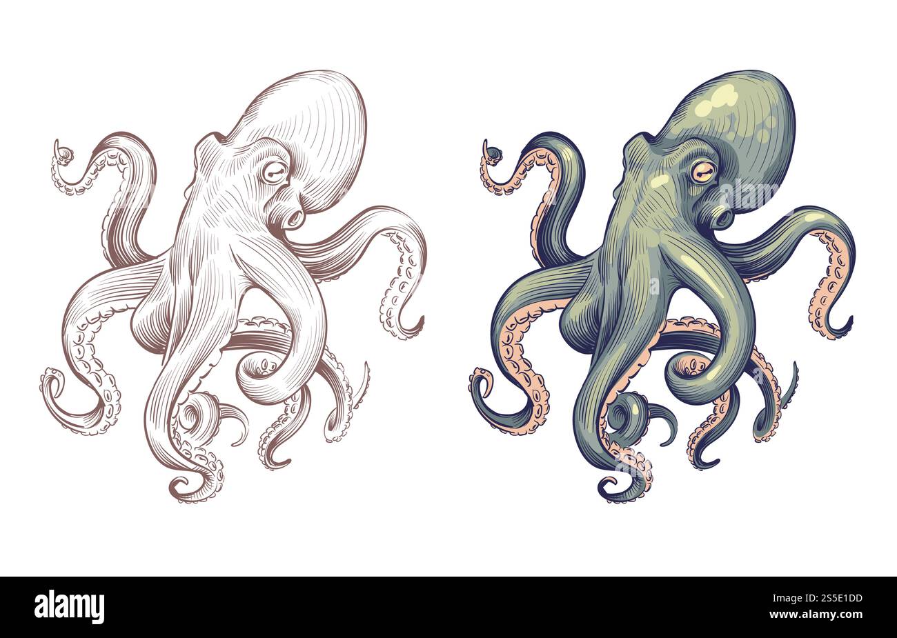 Octopus. Seafood sea animal squid with tentacles cartoon and hand drawn ...