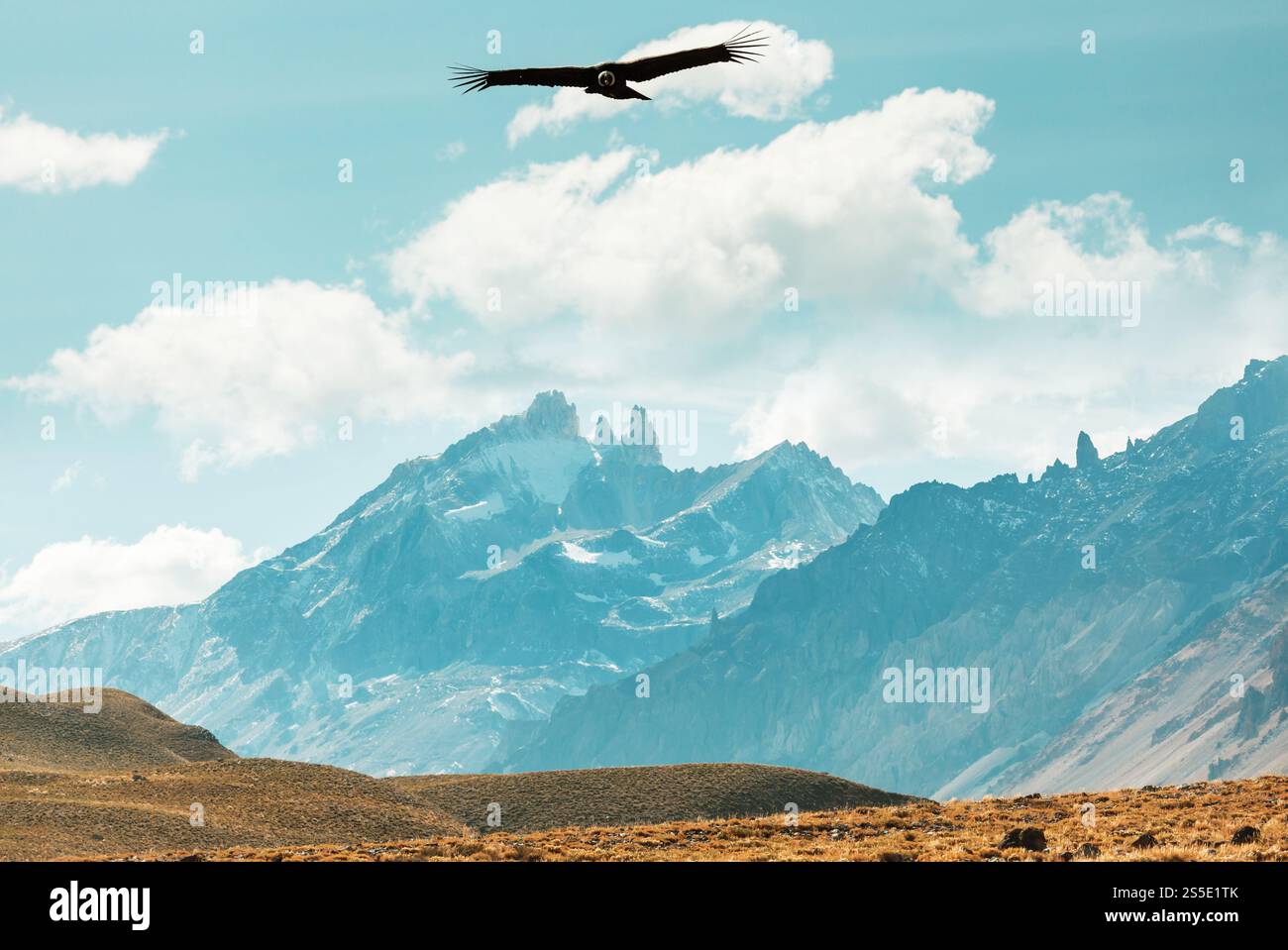 Flying condor in thePatagonia, South America Stock Photo - Alamy