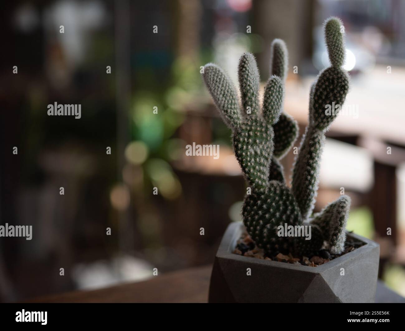 Trees in focus hi-res stock photography and images - Alamy