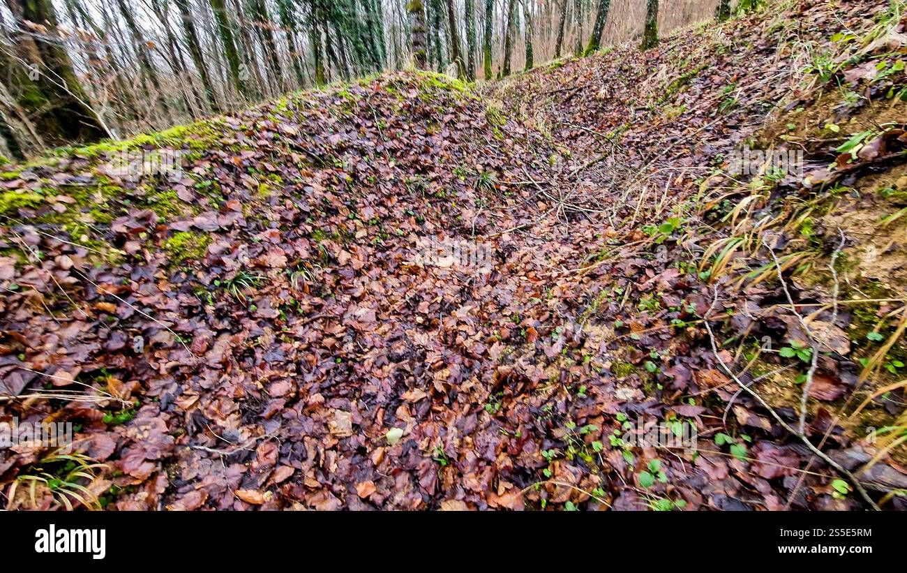 Remains of french WWI trenches, Forest of Souville, Verdun area, Meuse ...