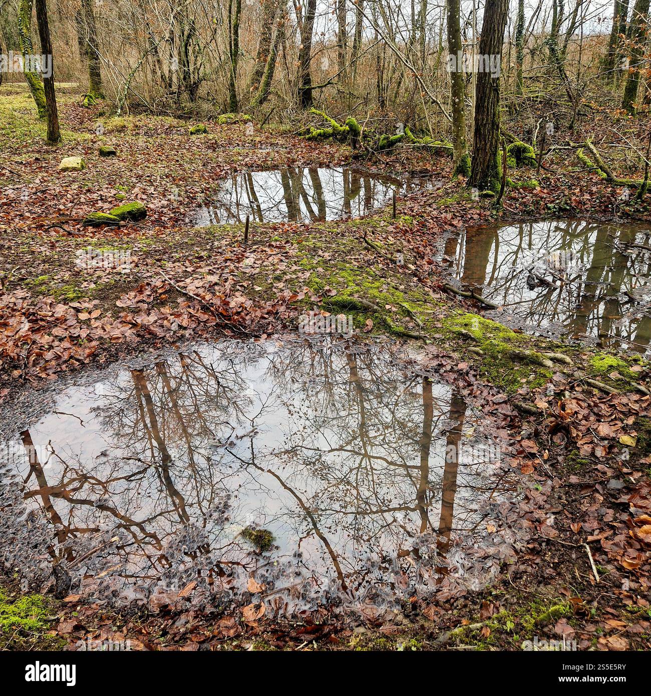 Shell holes, Forest of Souville, Verdun area, Meuse, Grand-Est Region ...