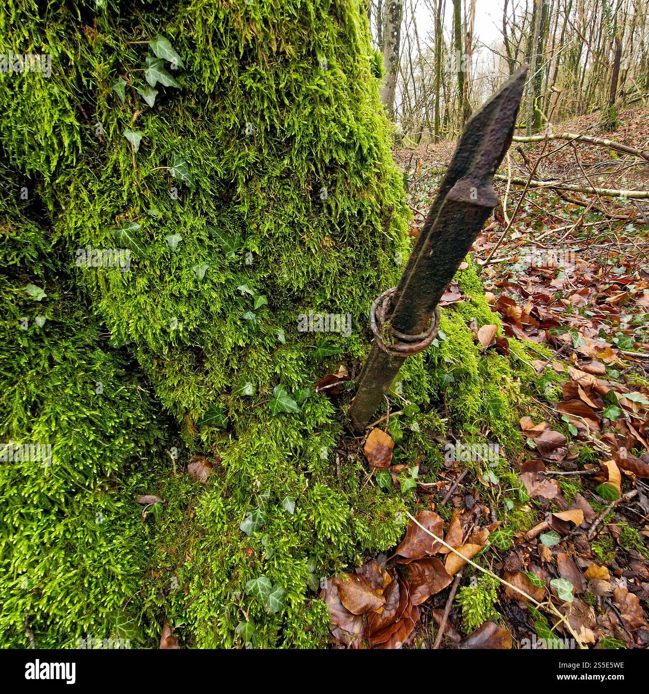 Sharp metallic piles, Forest of Souville, Verdun area, Meuse, Grand-Est ...