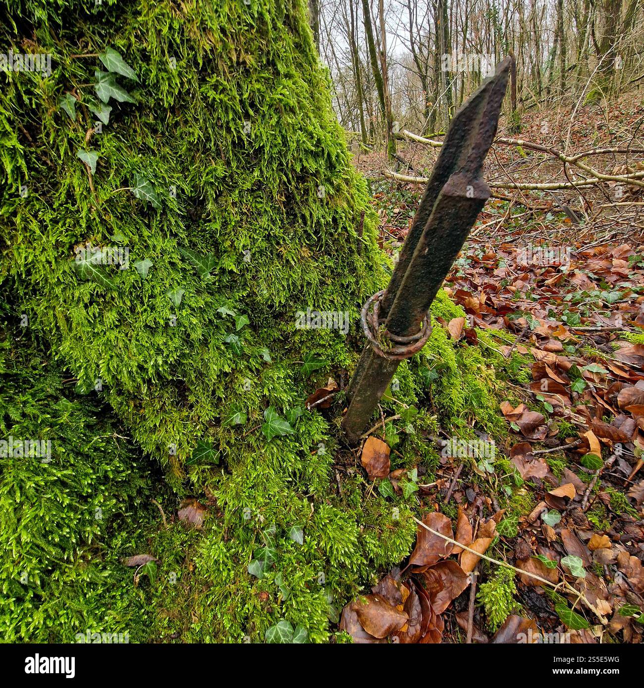 Sharp metallic piles, Forest of Souville, Verdun area, Meuse, Grand-Est ...