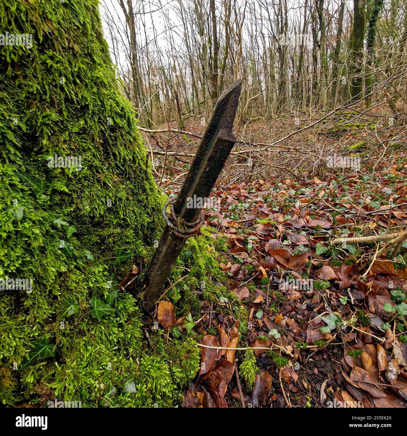 Sharp metallic piles, Forest of Souville, Verdun area, Meuse, Grand-Est ...