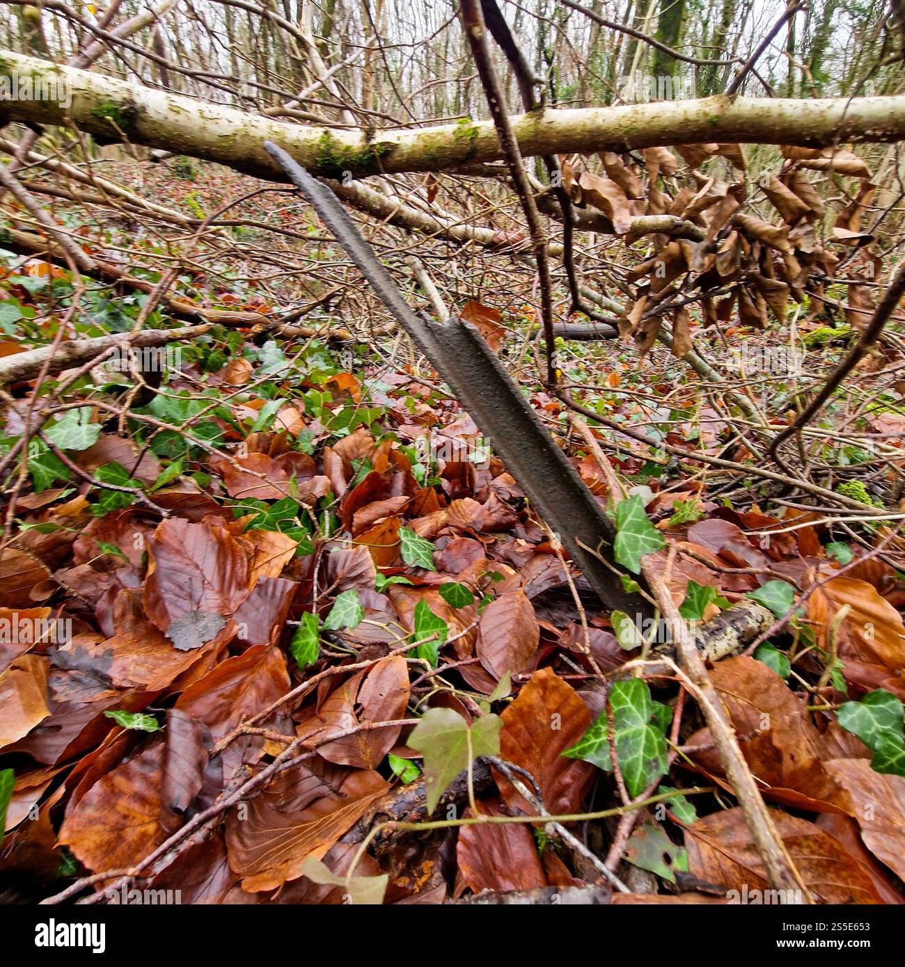 Sharp metallic piles, Forest of Souville, Verdun area, Meuse, Grand-Est ...