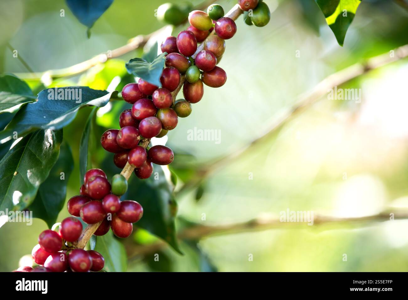 Coffee bean ripe hi-res stock photography and images - Alamy
