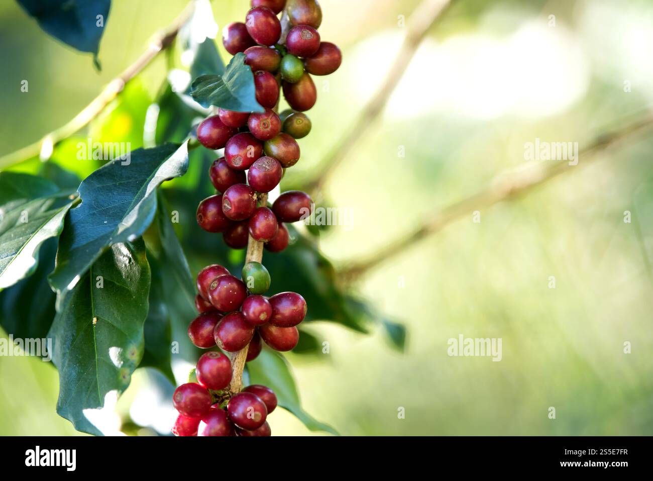Coffee bean berry ripening on coffee farm Stock Photo - Alamy
