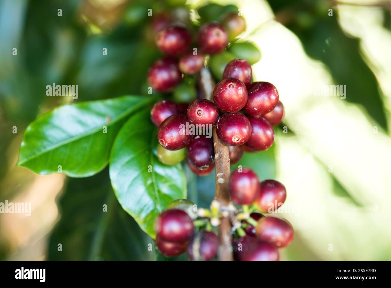 Coffee bean berry ripening on coffee farm Stock Photo - Alamy