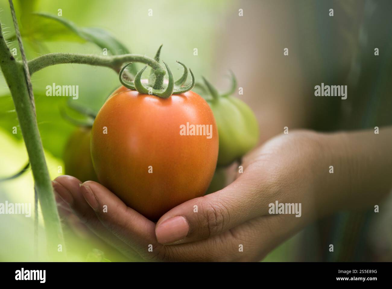 Organic tomato farm hi-res stock photography and images - Alamy
