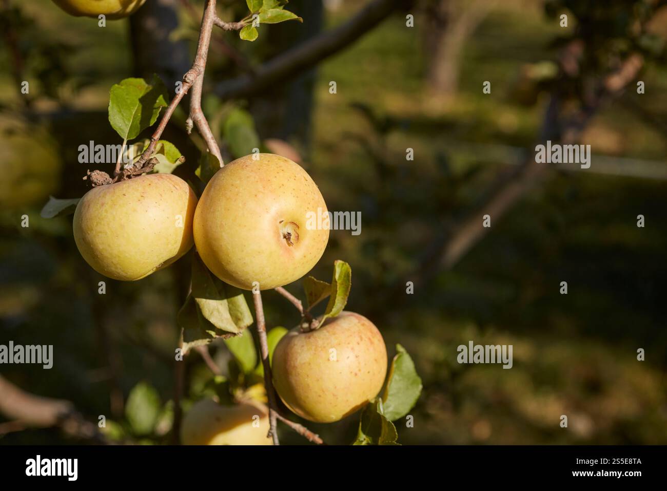 Golden apples ripening on the tree, Lancaster County, Pennsylvania, USA ...