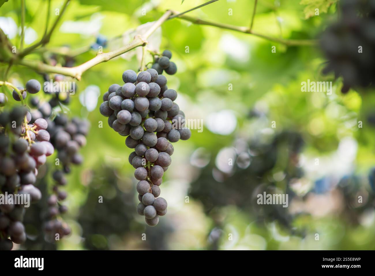 Grape harvest farm Stock Photo - Alamy