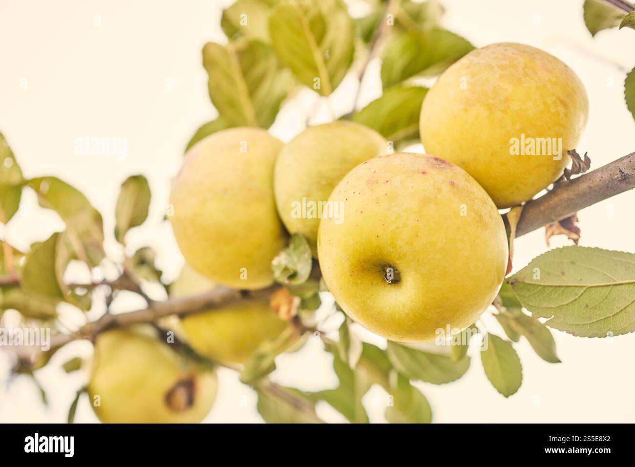 Golden apples ripening on the tree, Lancaster County, Pennsylvania, USA ...