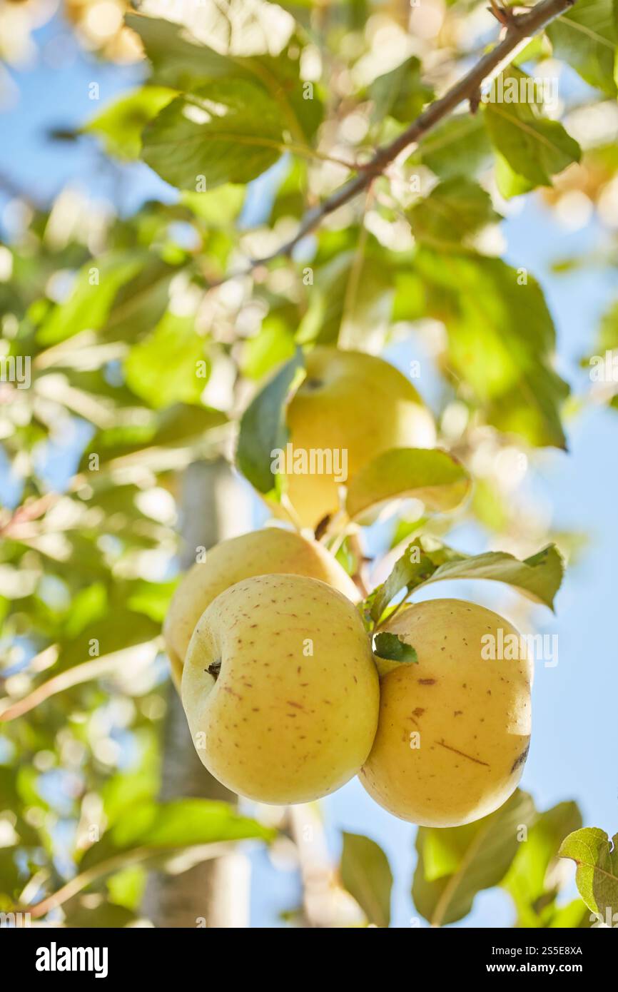 Golden apples ripening on the tree, Lancaster County, Pennsylvania, USA ...