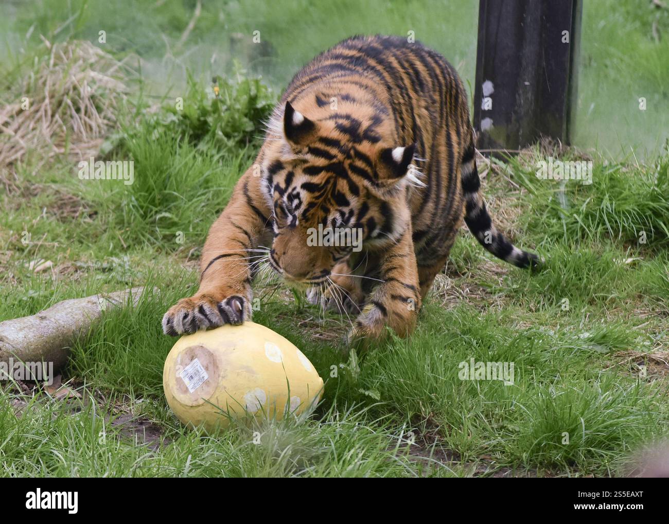 Sumatran tiger cub with cinnamon scented Easter egg treats at ZSL ...