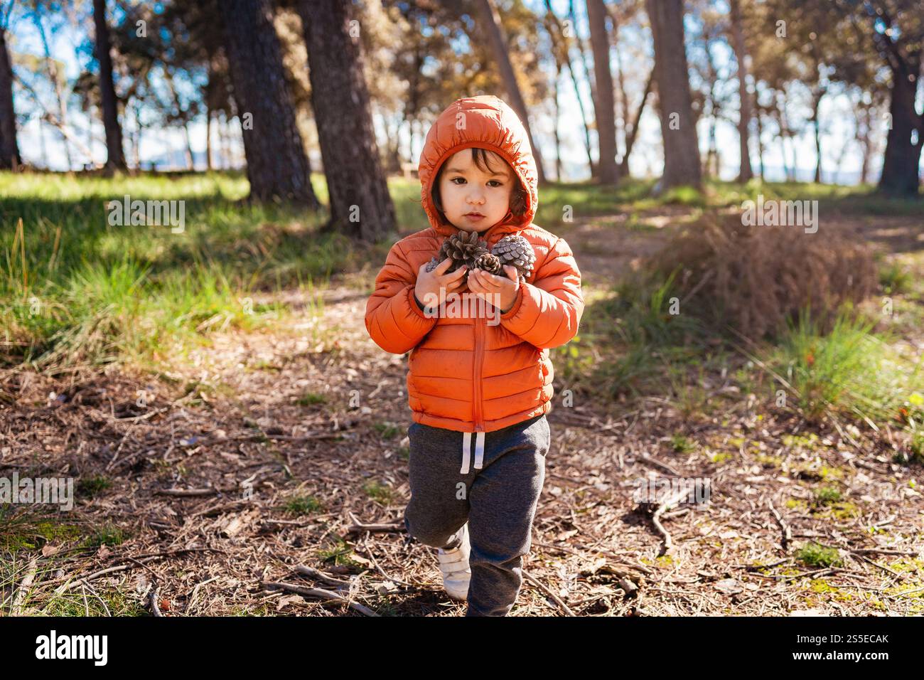Baby toddler walking in the woods carrying pines in nature wearing ...