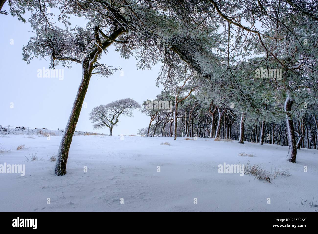 Winter snow in a Peak District woodland Stock Photo - Alamy