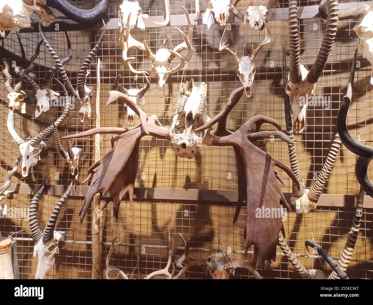 Toronto, ON, Canada - December 18, 2024: Natural History Collection ...