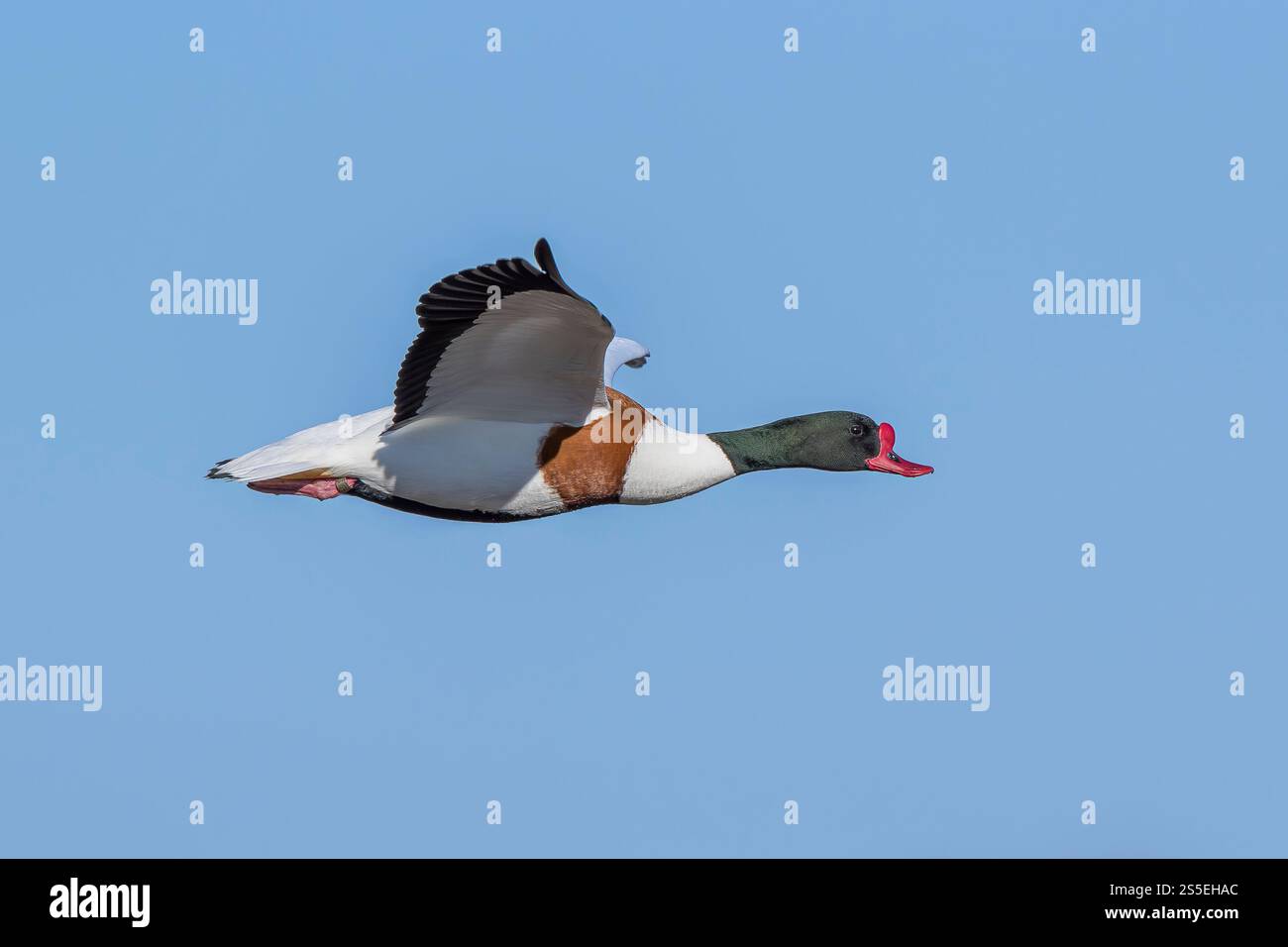 Side view of a wild, UK common shelduck (Tadorna tadorna) flying ...