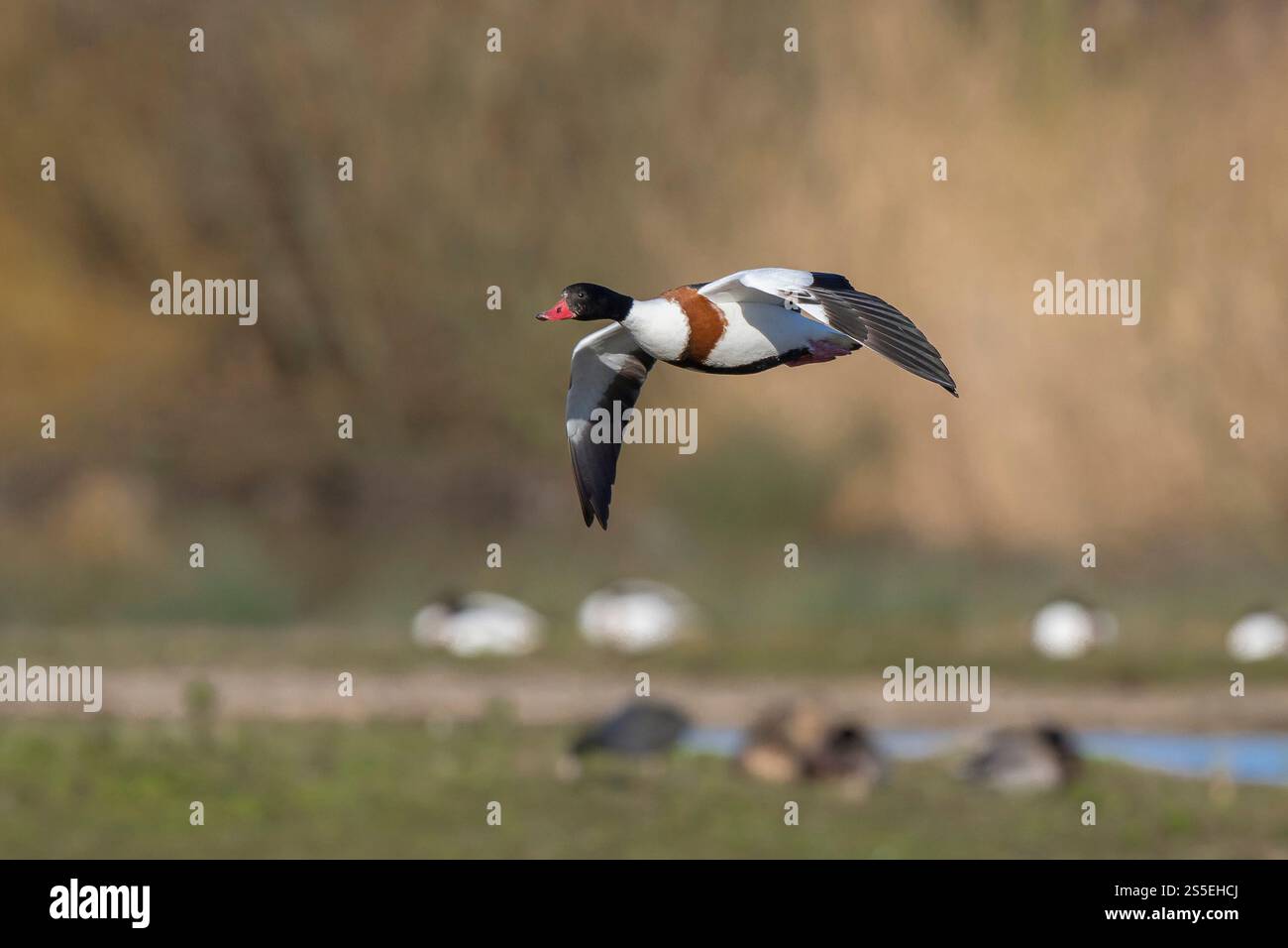 Side view of a shelduck flying foward with wings flapping Stock Photo ...