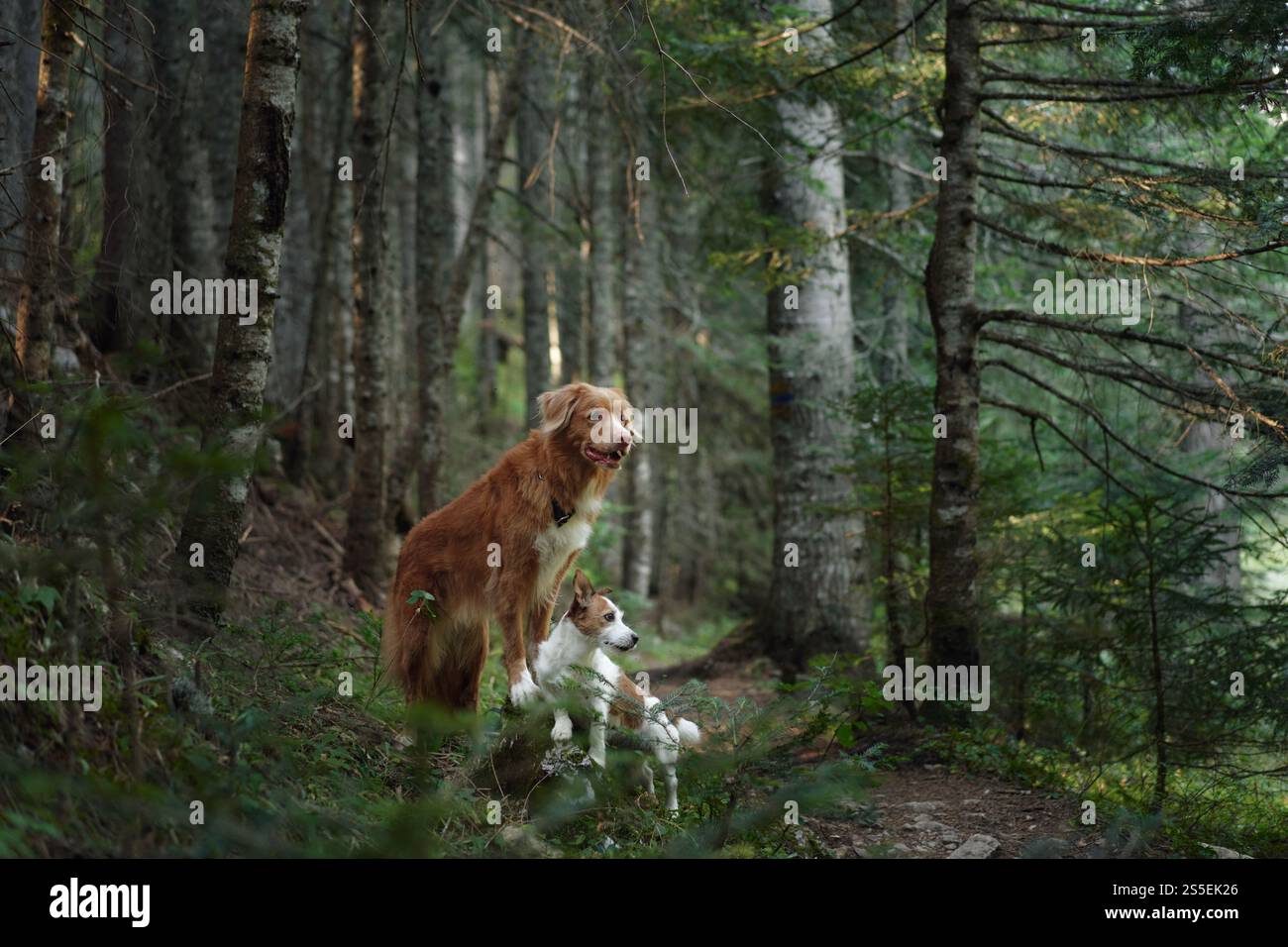 A Nova Scotia Duck Tolling Retriever and a Jack Russell Terrier stand ...