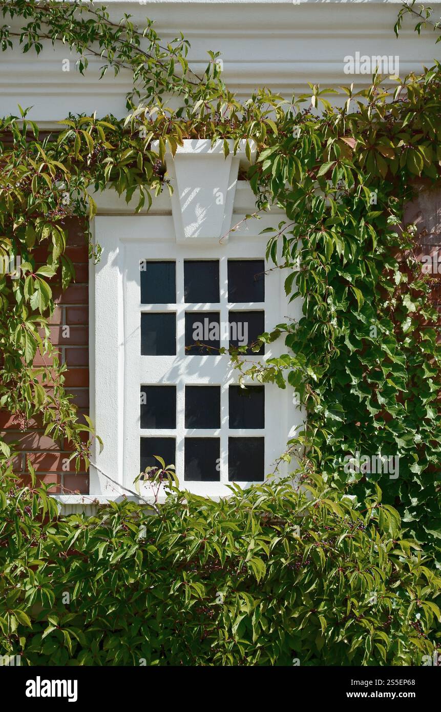 White window on green wall with climbing plant. Natural green leaf ...