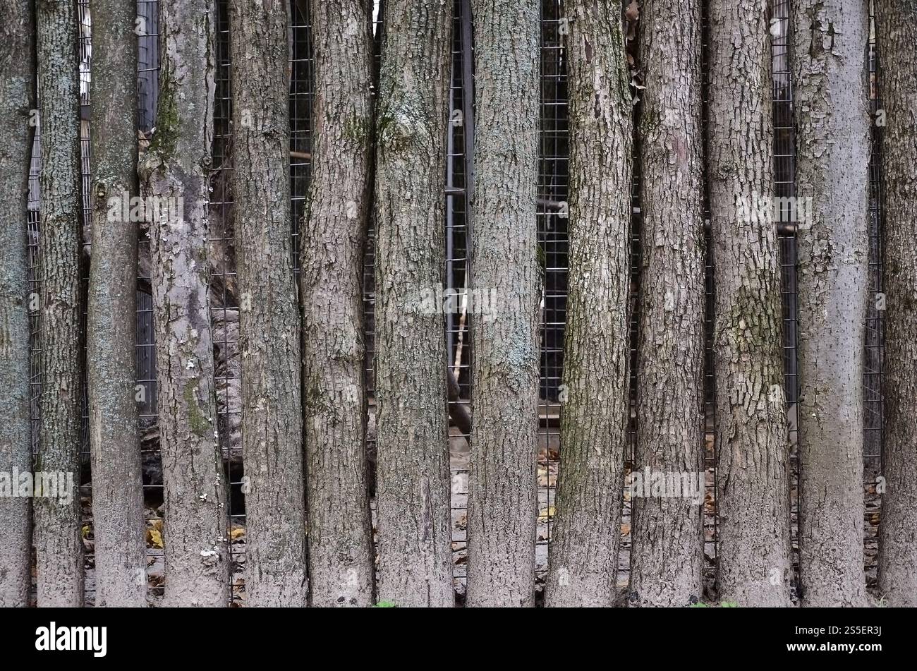 The texture of weathered wood plank fence. The texture of wooden fence ...