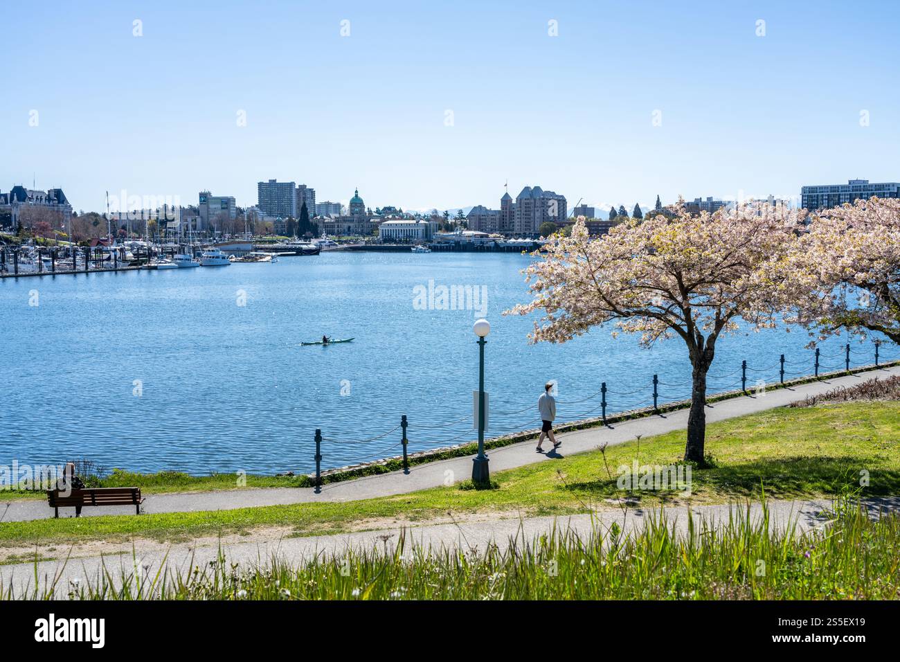 Victoria, BC, Canada. Songhees Point Park Walkway. Full bloom cherry ...