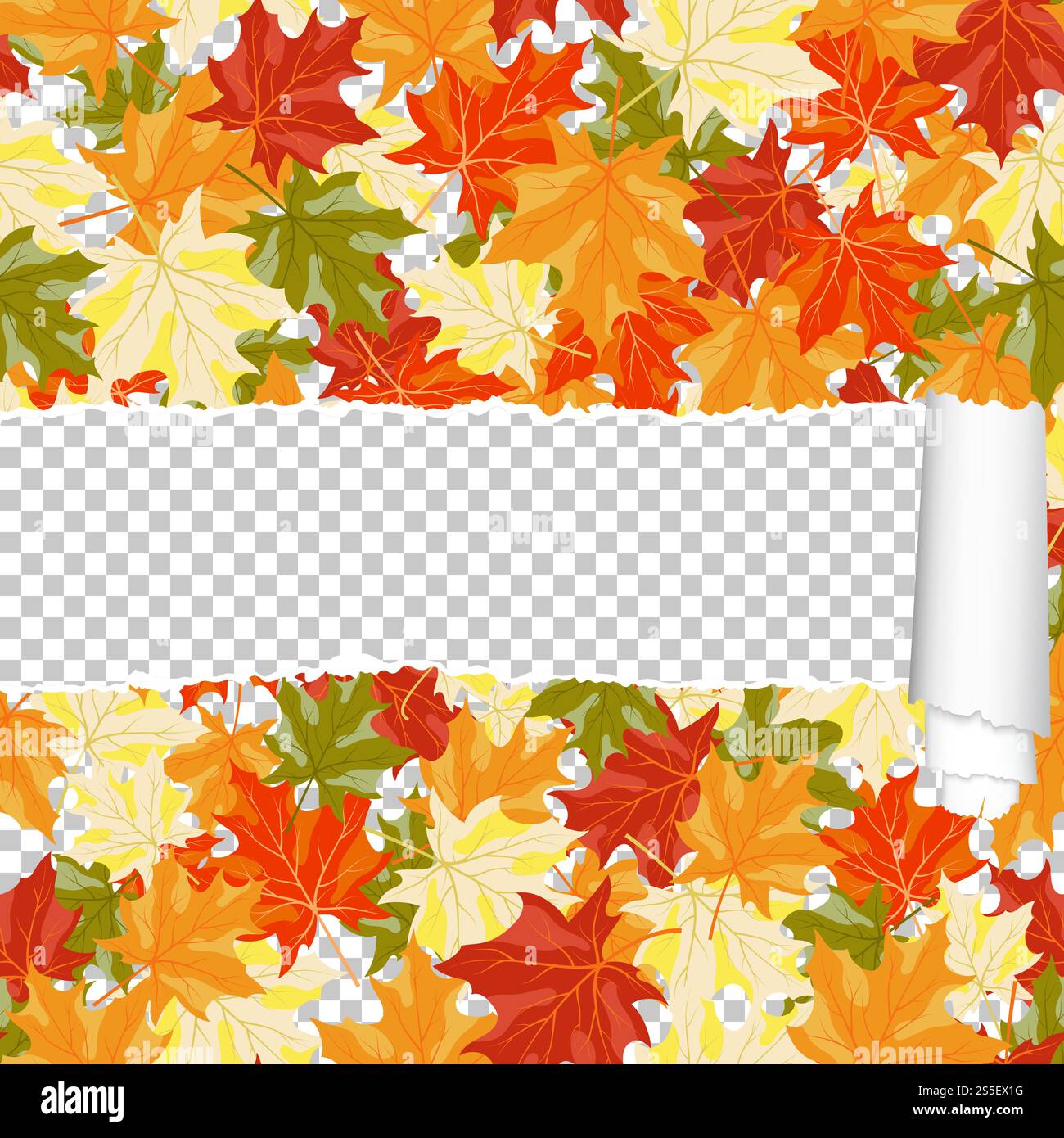 Autumn Maple Seamless Pattern With Ripped Stripe. Transparency Grid ...
