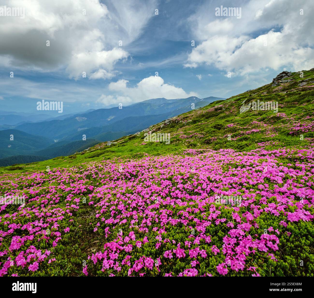 Pink rose rhododendron flowers (in front) on summer mountain ridge ...