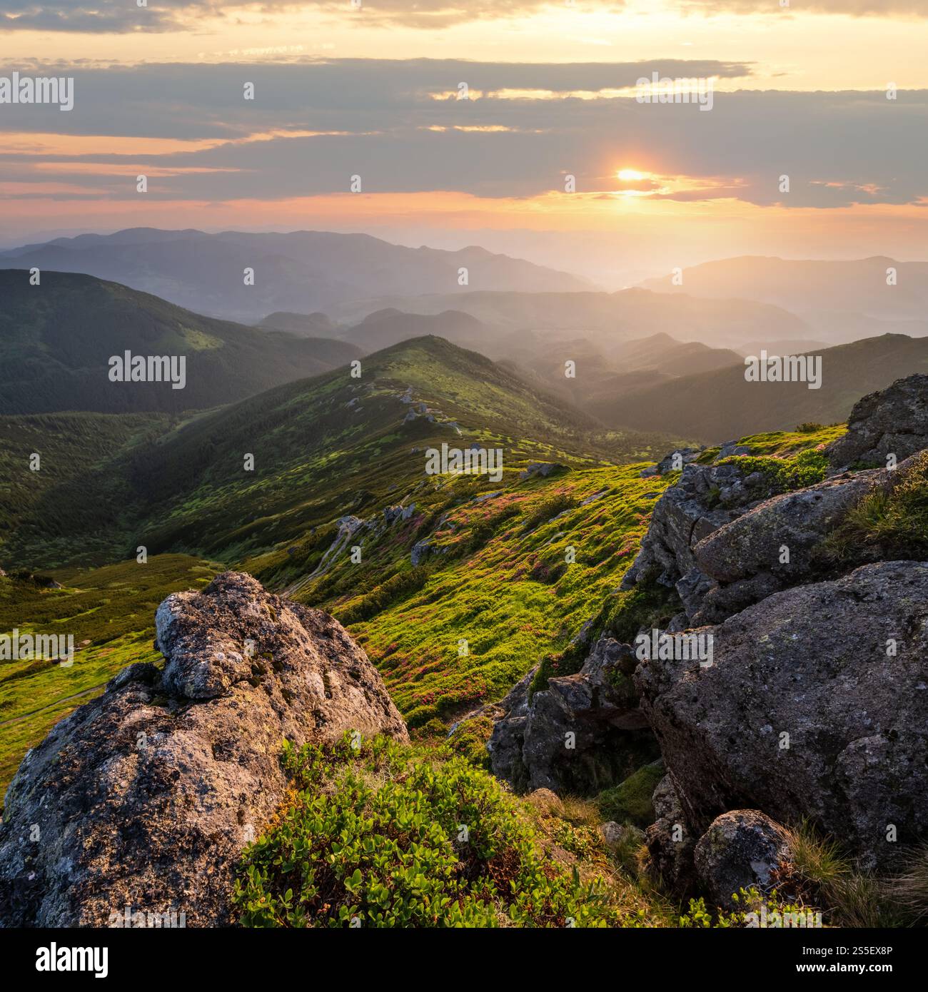 Pink rose rhododendron flowers on early morning summer mountain slope ...