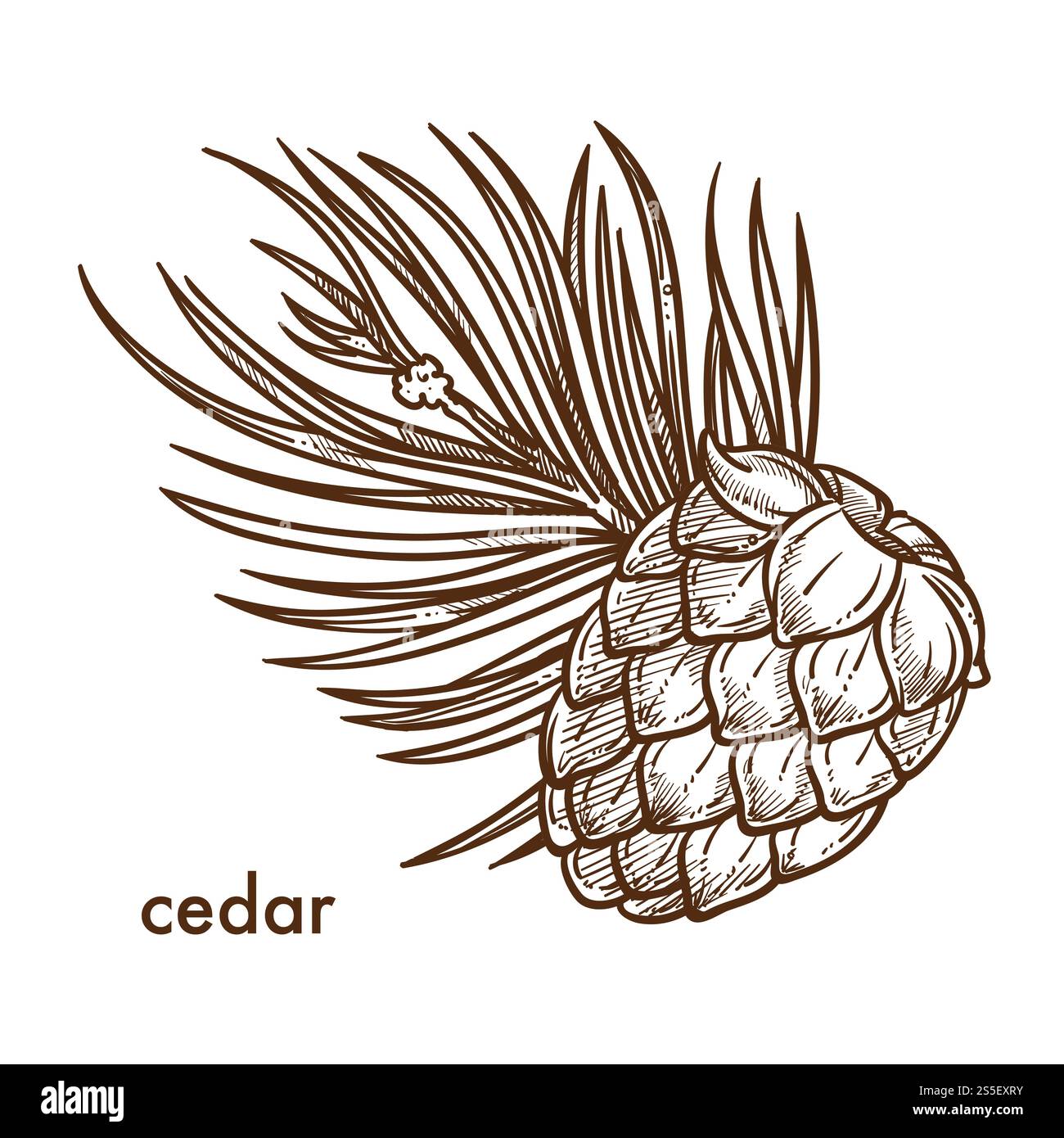 Cedar tree branch and cone, monochrome sketch outline isolated icon ...