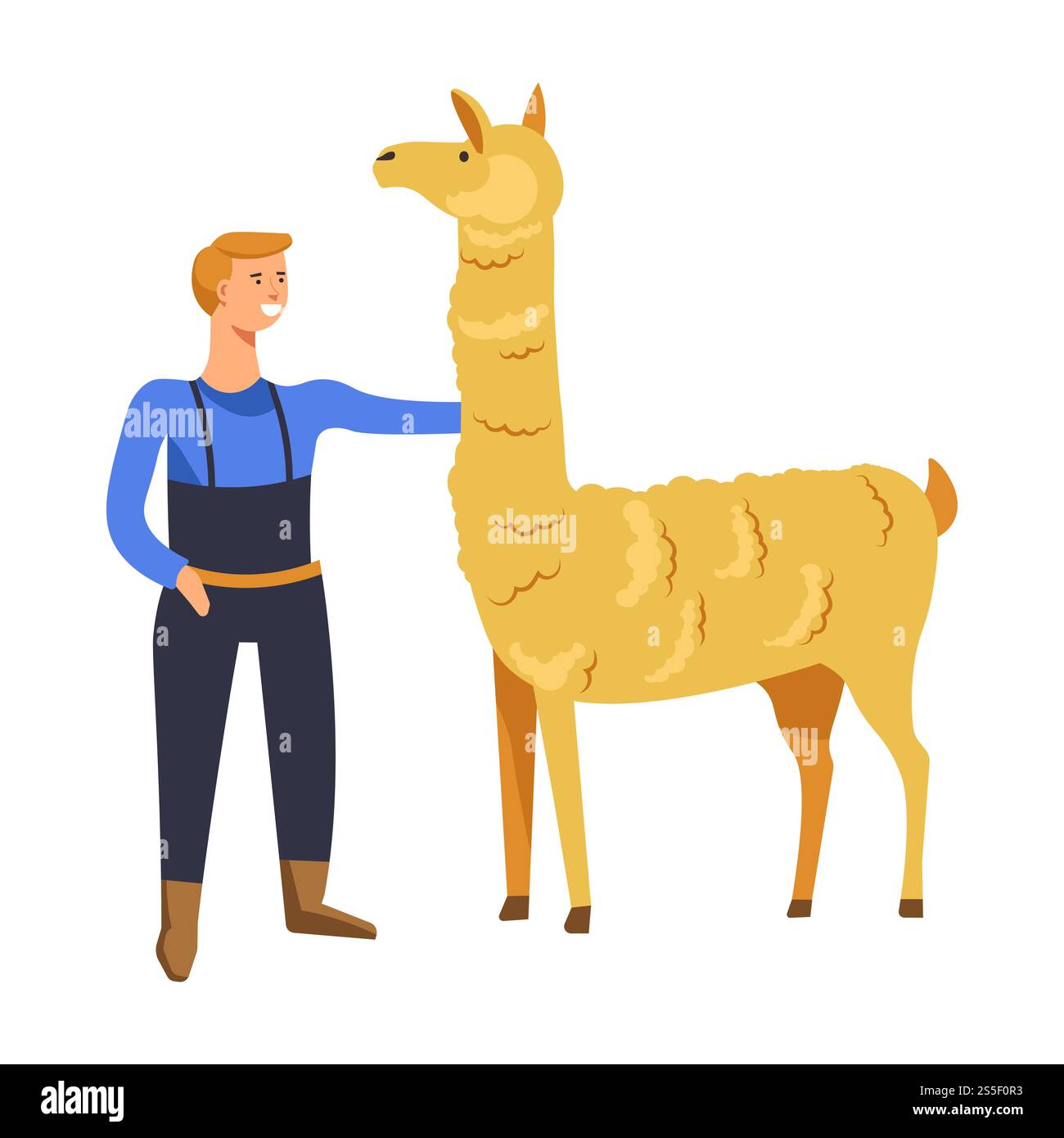Animals breeding o n farm, male with llama vector. Farmer tending ...