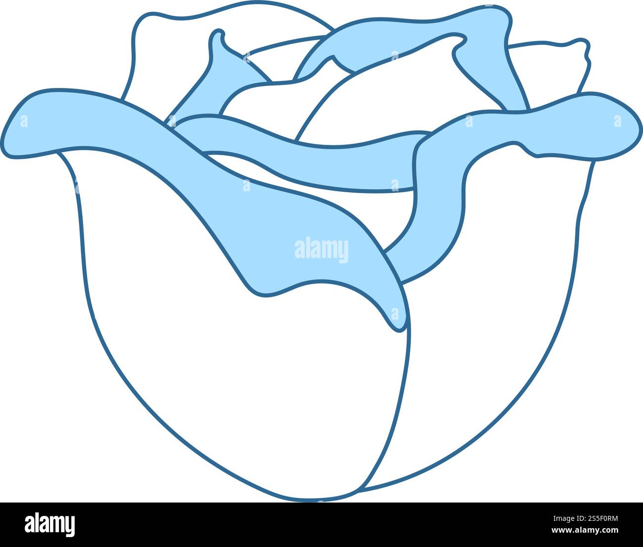 Cabbage Icon. Thin Line With Blue Fill Design. Vector Illustration ...