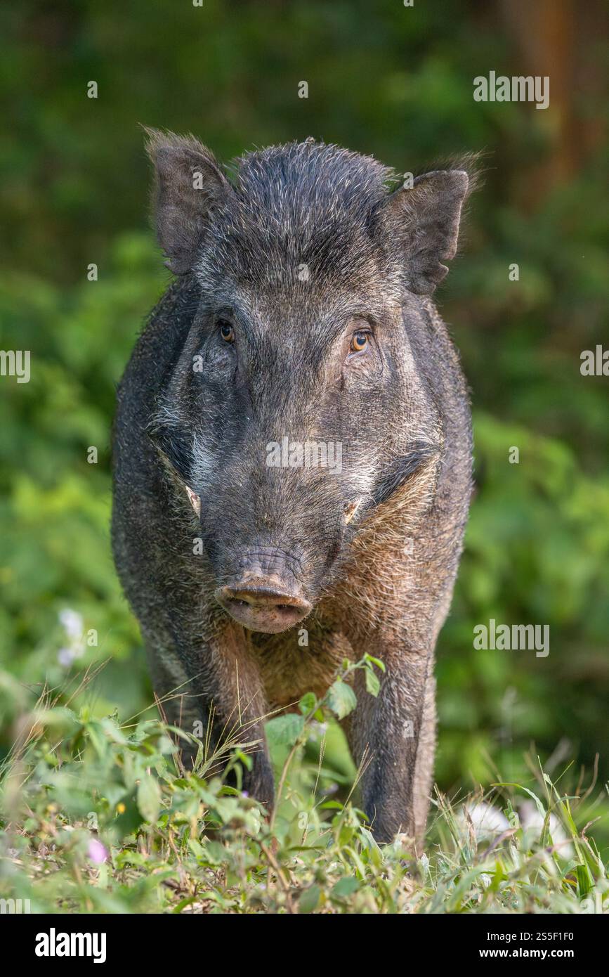 A Wild Boar photographed inside Periyar Tiger Reserve (Kerala Stock ...