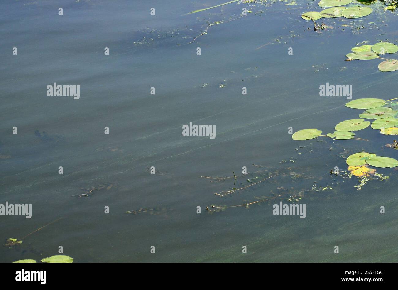 The surface of an old swamp covered with duckweed and lily leaves. Many ...